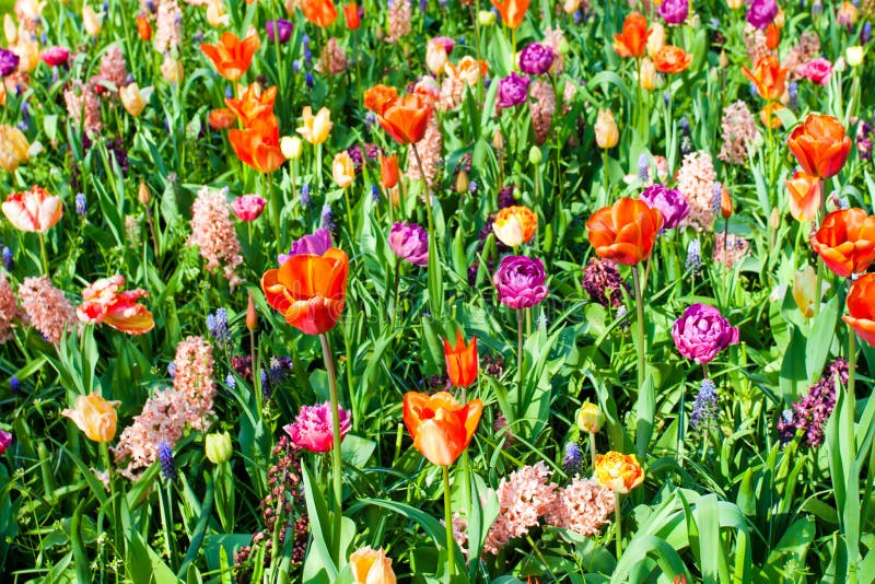 Spring flowers stock image. Image of landscaped, hyacinth - 40537027