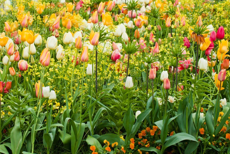 Spring flowers stock image. Image of horizontal, landscaped - 40537699