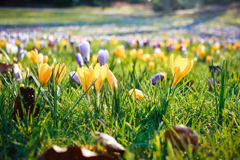 Spring Flowers in the Garden Stock Image - Image of ...