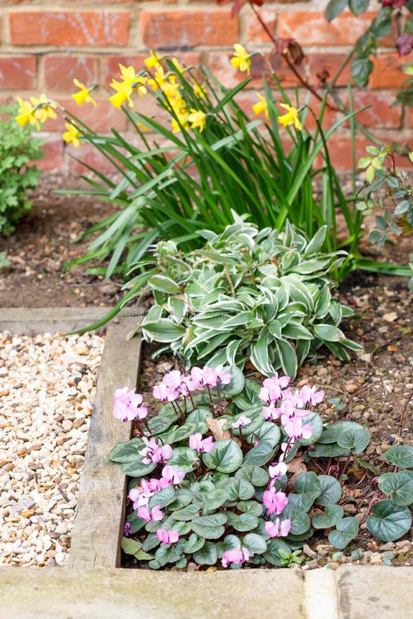 Spring Flowers in a Garden, UK Stock Image - Image of back, foliage ...