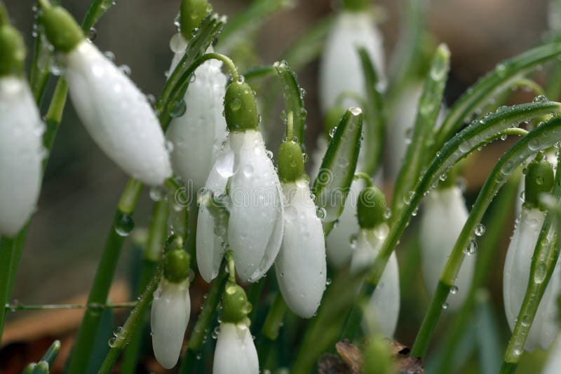 Spring flowers stock image. Image of spring, botanic - 87901429