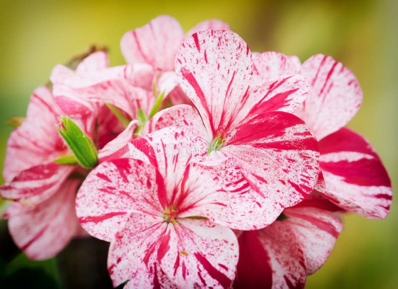 Spring flowers of geranium stock image. Image of background - 39008881