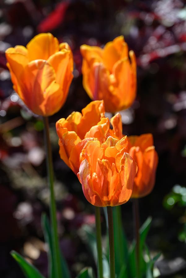 Spring Flowers in the Garden Stock Photo - Image of munsterland, tulips ...