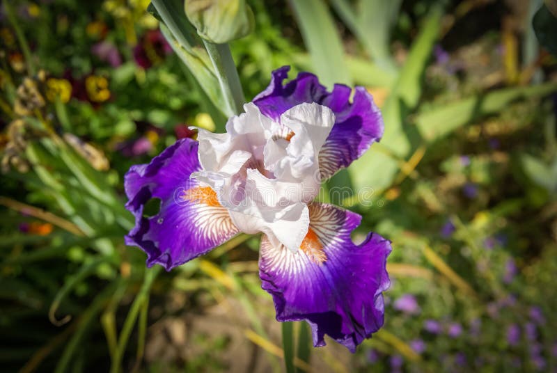 Spring Flowers, Giverny, France Stock Photo - Image of fresh, lively ...