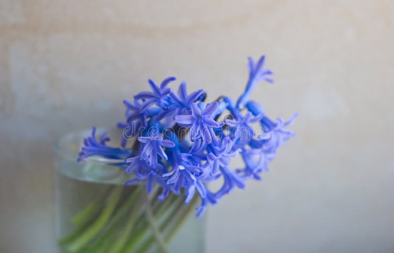 Spring Flowers in a Glass of Tender Stock Photo - Image of closeup ...