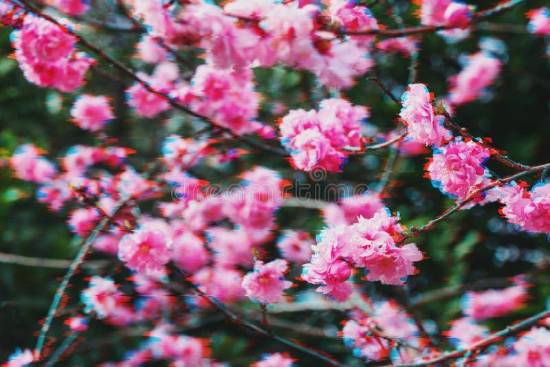 Spring Flowers in a Glitch Effect Stock Image - Image of glitch ...