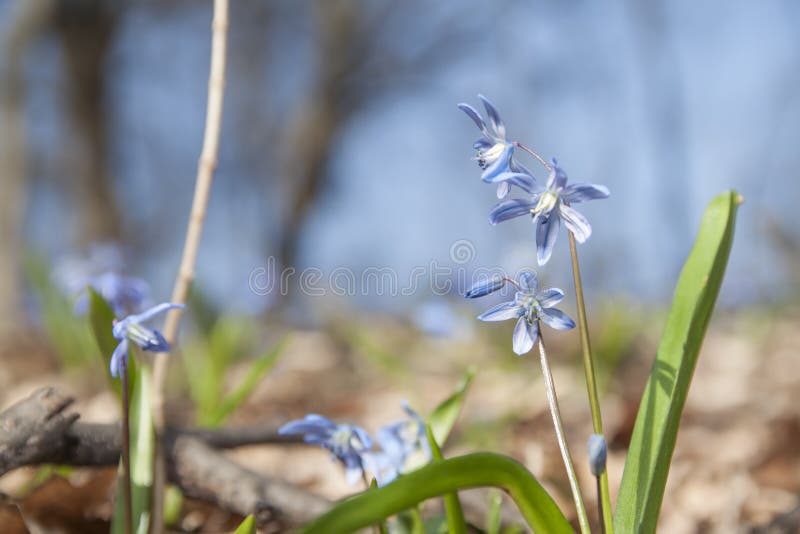 Spring Flowers Glory-of-the-snows Stock Image - Image of bright ...