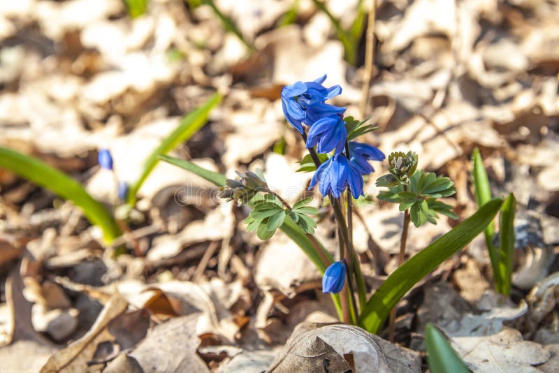 Spring Flowers Glory-of-the-snows 7 Stock Photo - Image of petal ...