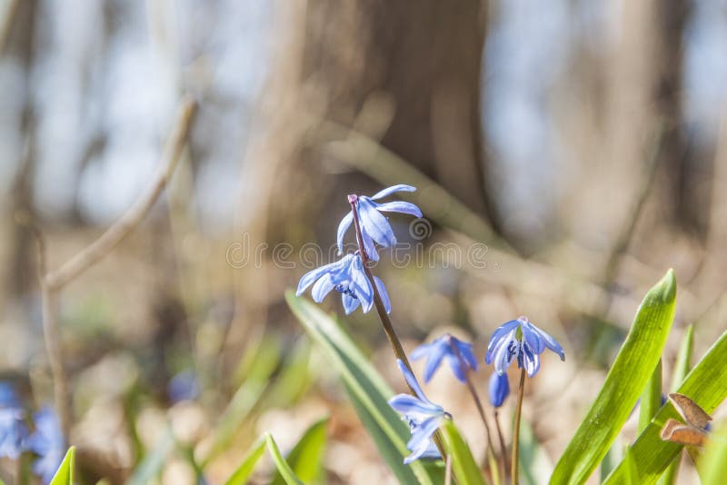 Spring Flowers Glory-of-the-snows5 Stock Photo - Image of forest ...