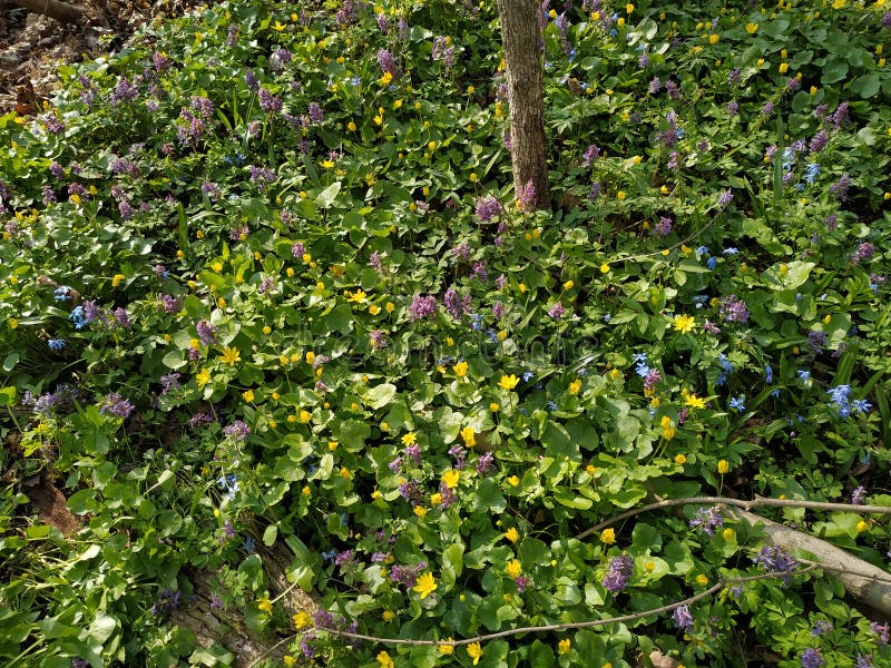 Spring flowers good stock photo. Image of food, goob - 219650496