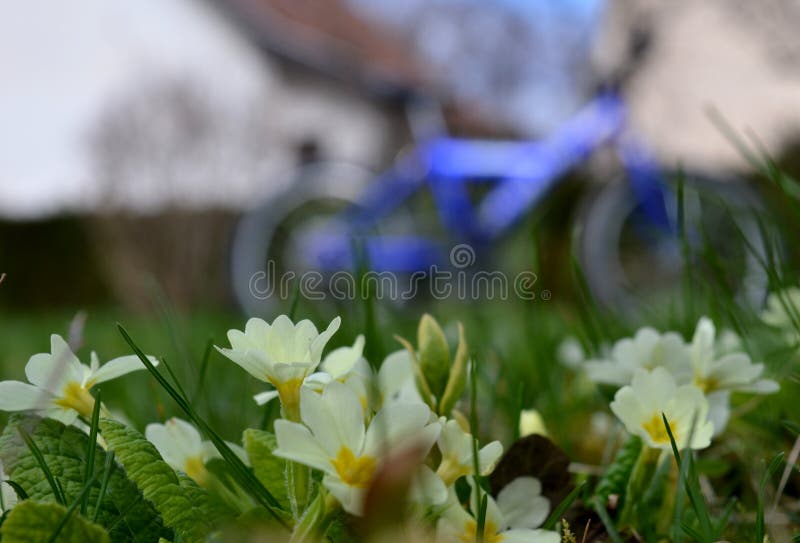Spring flowers stock image. Image of macro, petal, colors - 112395475