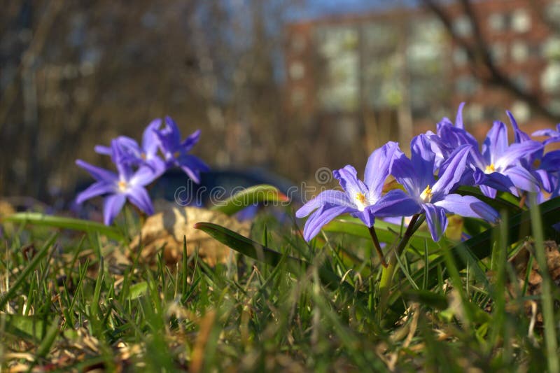 Spring flowers stock image. Image of plant, helsinki - 70227947
