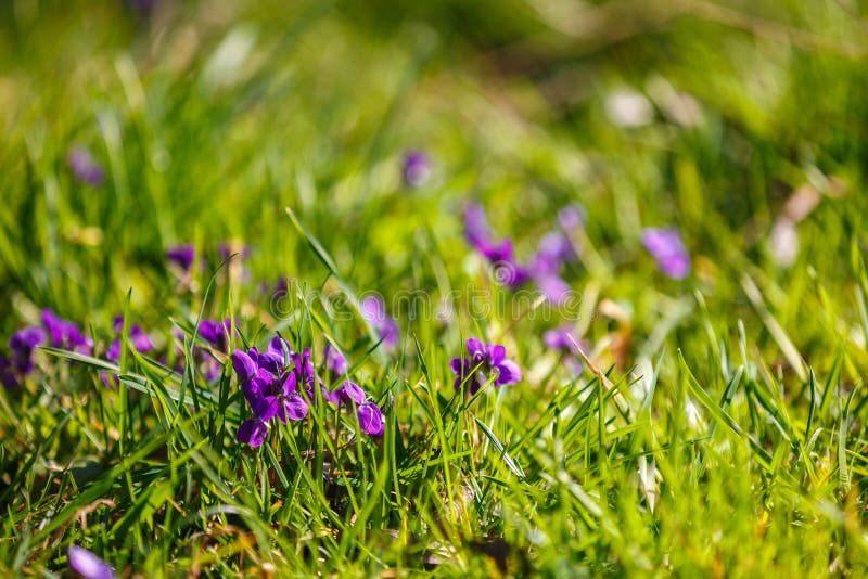Spring Flowers in the Grass Stock Image - Image of light, grass: 89571141