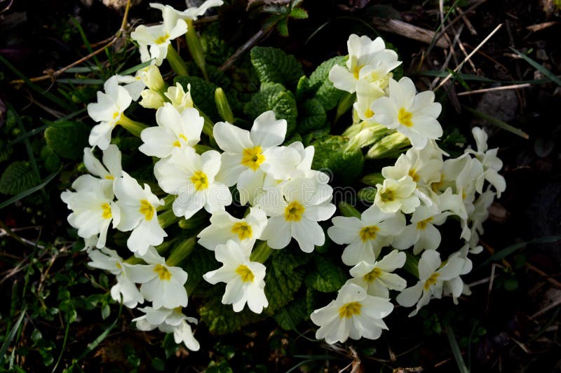 Spring flowers stock photo. Image of spring, petal, grass - 112393654