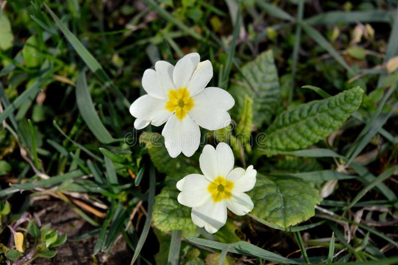 Spring flowers stock photo. Image of nature, plant, flowers - 112393742