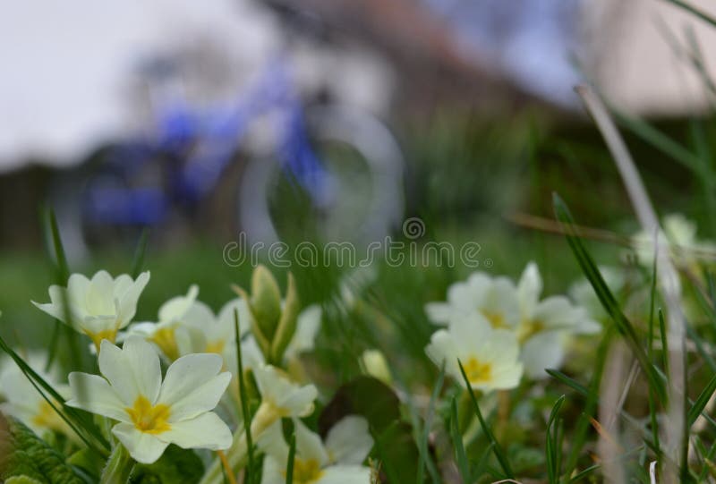Spring flowers stock image. Image of flowers, colors - 112395435