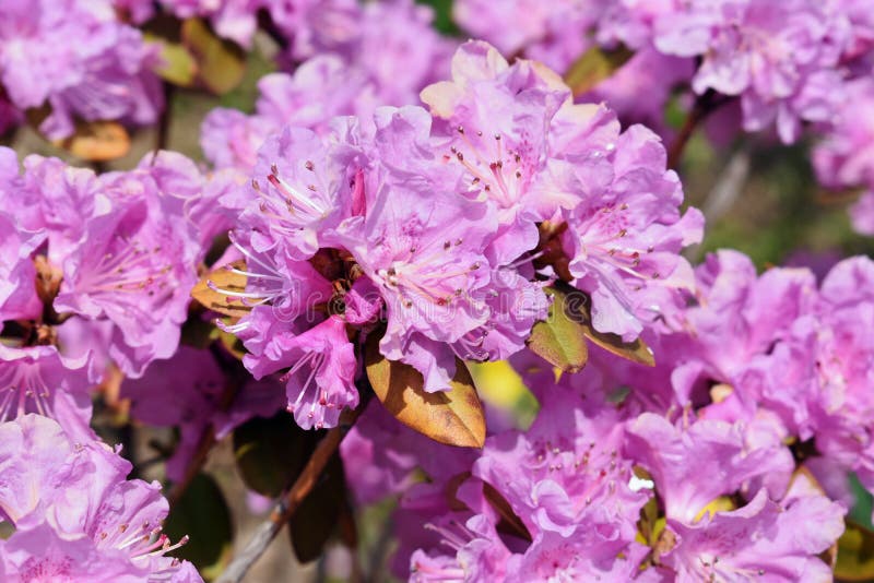Spring flowers stock image. Image of close, spring, macro - 217146937