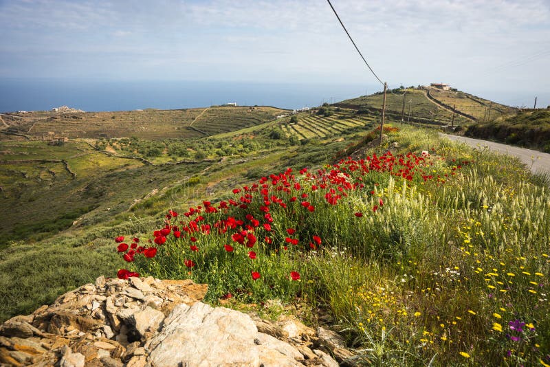 Spring Flowers in Greece, Kea Stock Photo - Image of countryside, color ...