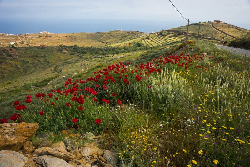 Spring Flowers in Greece on Kea Island Stock Image - Image of color ...