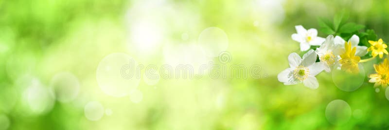 Spring Flowers in a Green Background Stock Image - Image of landscape ...
