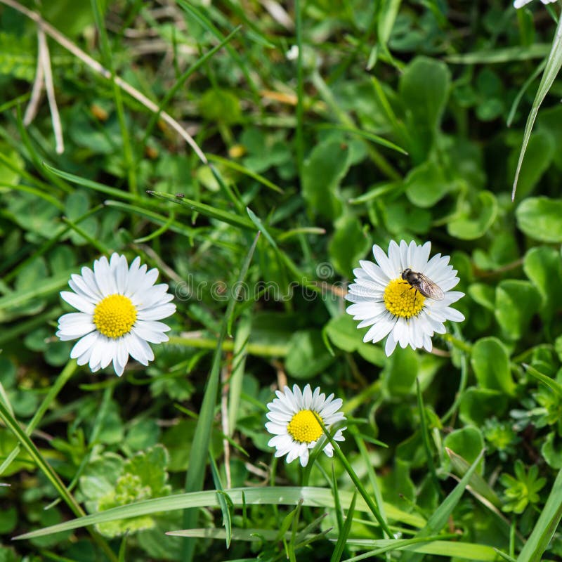 Spring flowers on green stock image. Image of farmland - 54077749