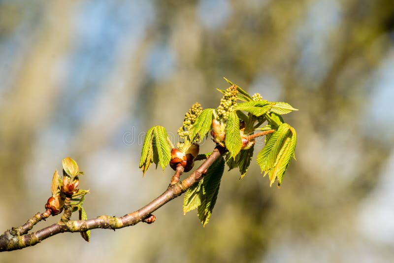 Spring flowers on green stock photo. Image of latvia - 54077792