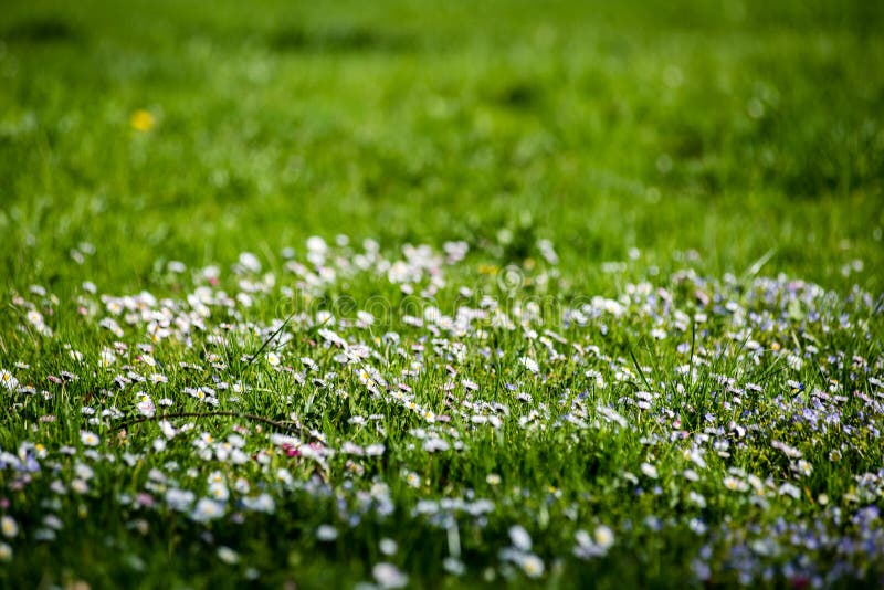 Spring flowers on green stock image. Image of farm, grass - 54077945