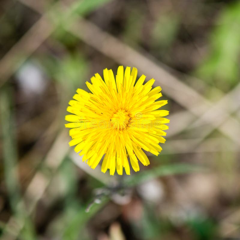 Spring flowers on green stock photo. Image of green, pastoral - 54078146