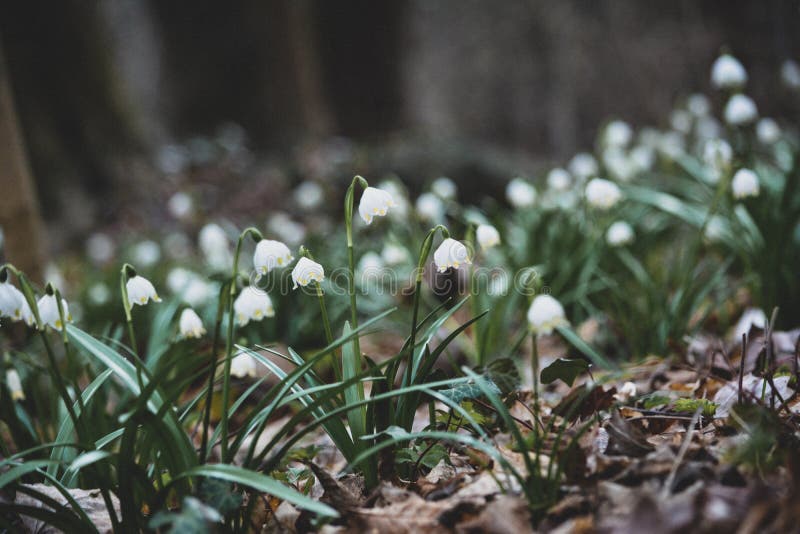Spring Flowers with Green Leaves Stock Image - Image of nature, soil ...