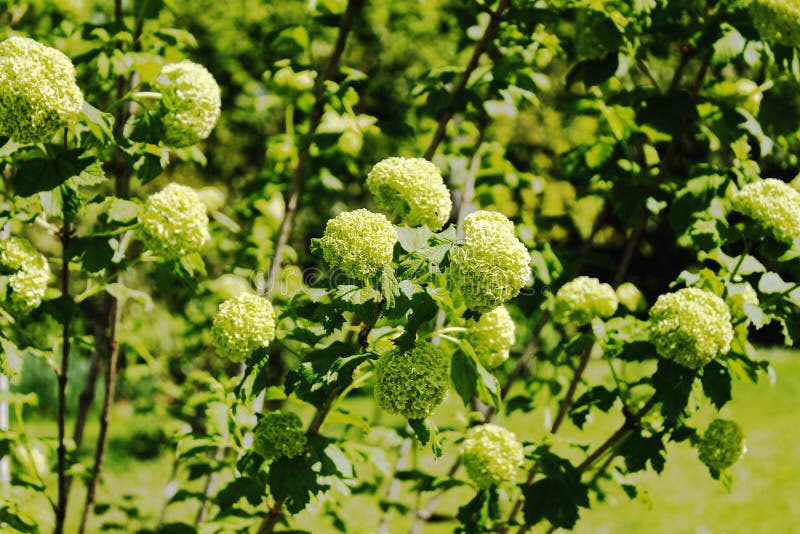 Spring Flowers and Green Leaves Stock Image - Image of good, holding ...