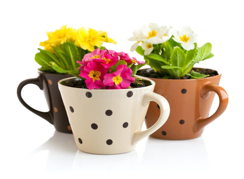 Spring Flowers with Green Leaves in Pot Stock Image - Image of leaves ...