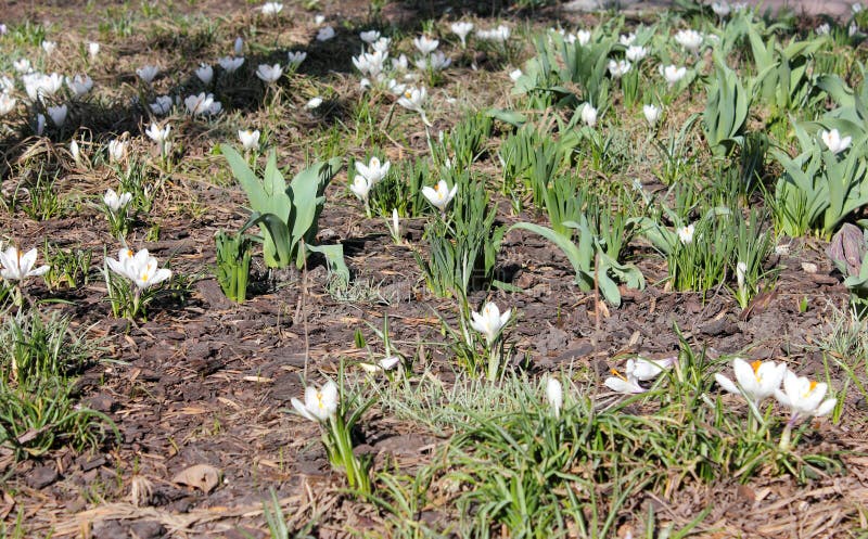Spring Flowers on the Ground Stock Photo - Image of green, awakening ...