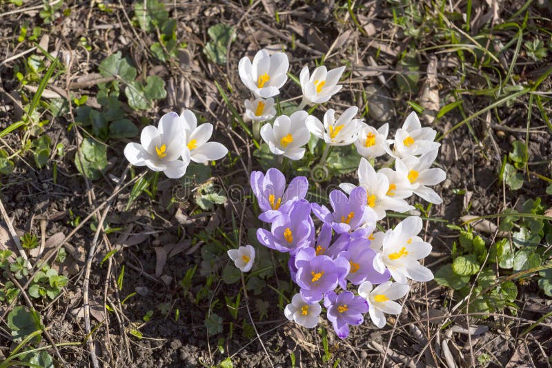 Spring Flowers on the Ground Stock Image - Image of march, warm: 242170435