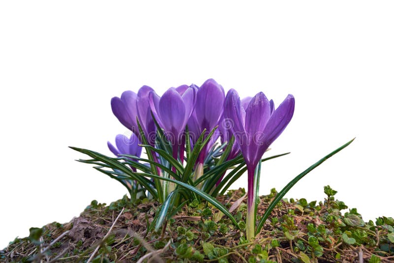 Spring Flowers. Group of Purple Crocuses Isolated on White Background ...