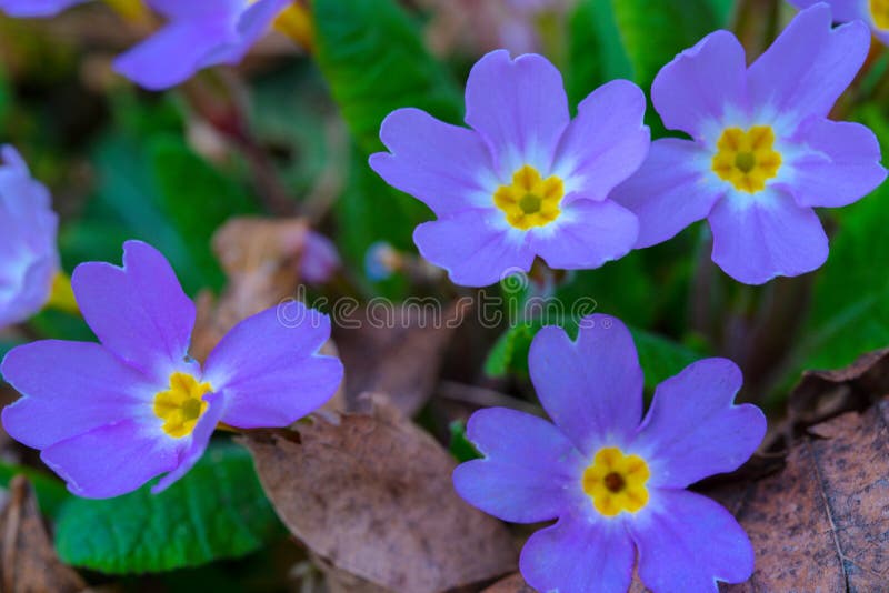 Spring Flowers Grow through Dry Leaves Stock Photo - Image of blooming ...