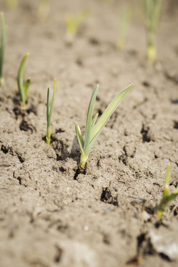 Spring. stock photo. Image of plants, growth, flowers - 215924850