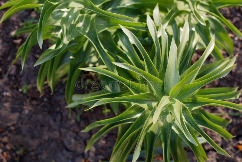 Spring Flowers Grow from the Ground in the Flowerbed Stock Image ...