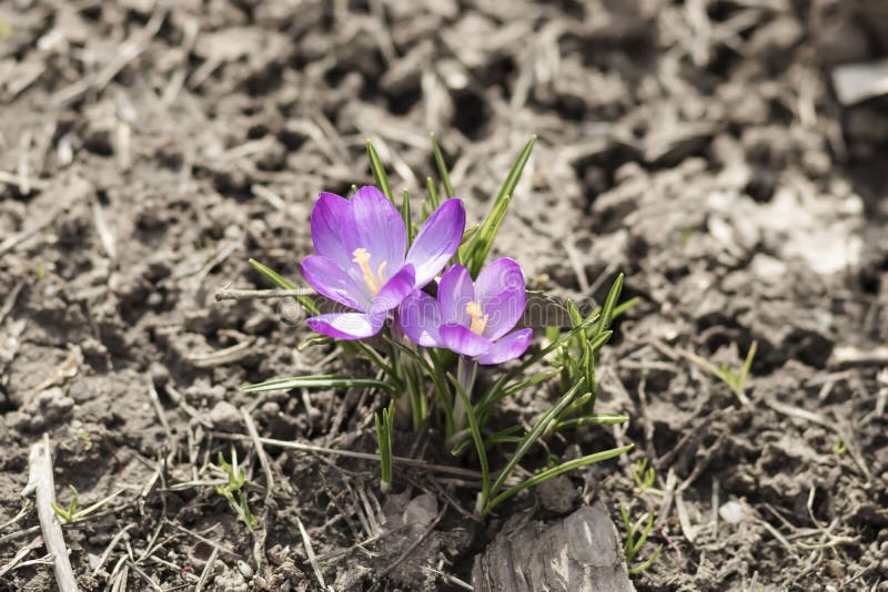 Spring. stock image. Image of earth, spring, ground - 215924871