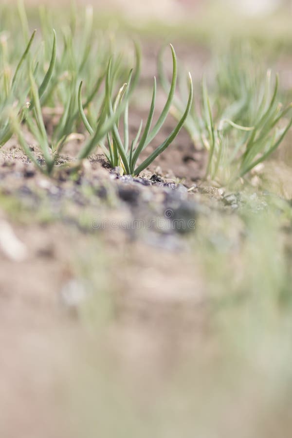 Spring. stock image. Image of grow, ground, spring, crocus - 215924895