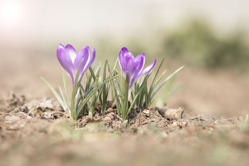 Spring. stock image. Image of crocus, grow, beautifully - 215924897