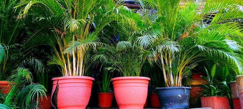 Spring Flowers Growing in a Clay Pots Stock Photo - Image of pottery ...