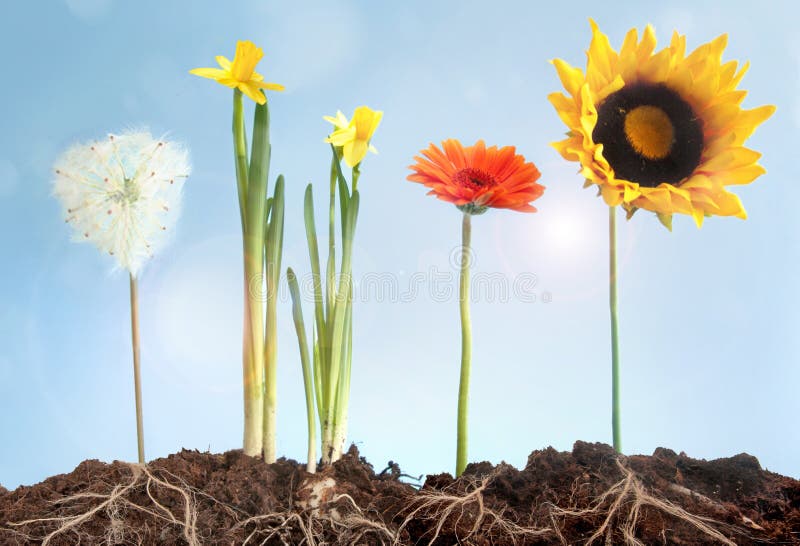 Spring Flowers Growth from Roots Stock Photo - Image of sunshine ...