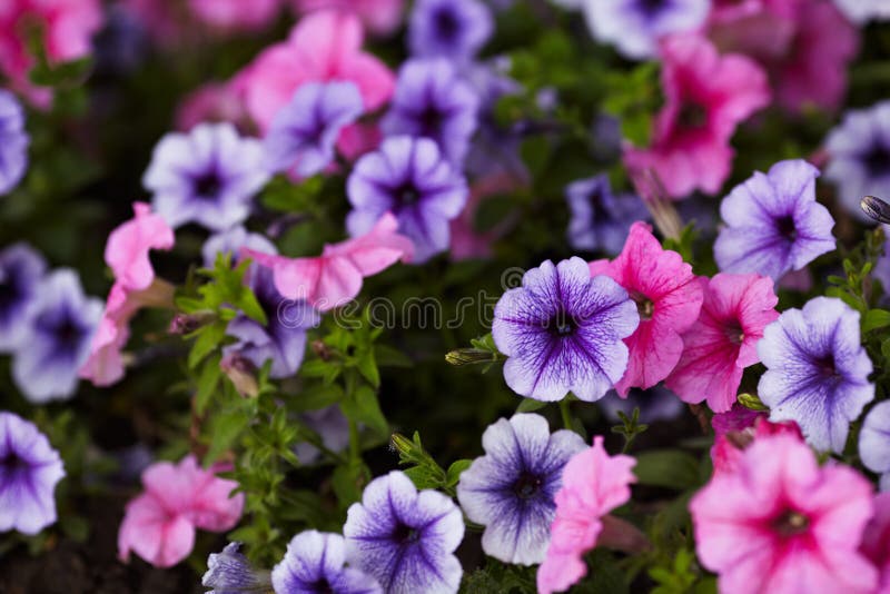 Spring Flowers stock image. Image of bloom, beautifully - 30807905