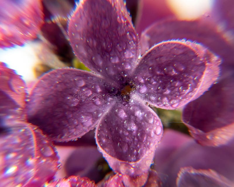 Spring Flowers, Heralds of Spring, First Blooming Flowers in Spring ...