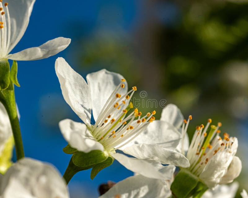 Spring Flowers, Heralds of Spring, First Blooming Flowers in Spring ...