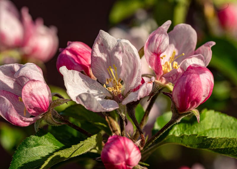 Spring Flowers, Heralds of Spring, First Blooming Flowers in Spring ...