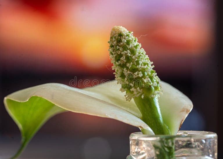 Spring Flowers, Heralds of Spring, First Blooming Flowers in Spring ...