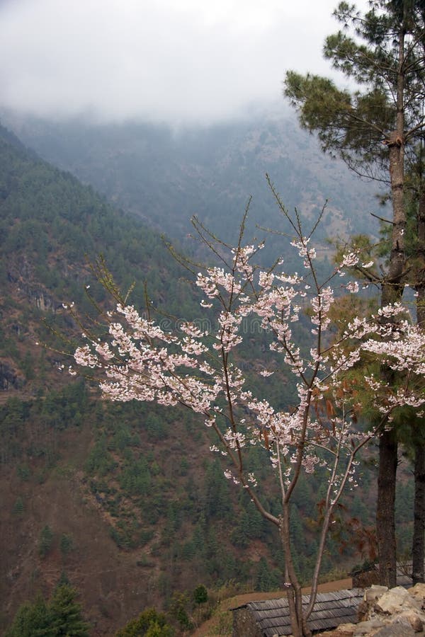 Spring Flowers on Everest Trail, Himalayas, Nepal Stock Photo - Image ...