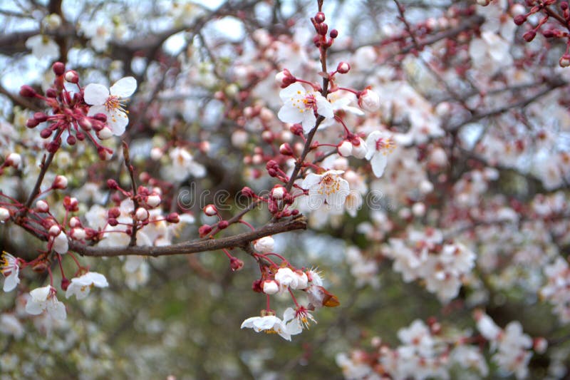 Spring flowers and trees stock image. Image of flowers - 111203393