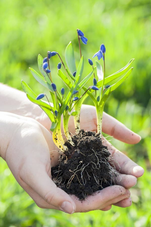 Spring Flowers in Human Hands Stock Photo - Image of flower, stem: 67429036